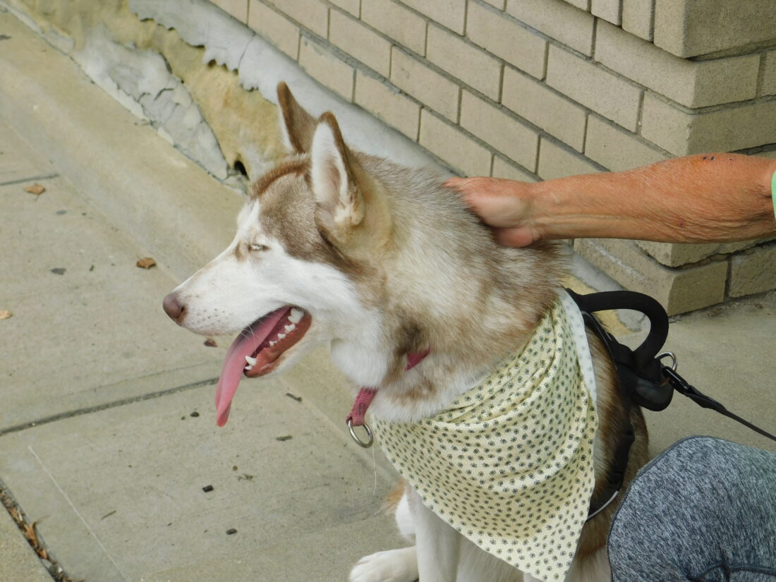 Lee sentenced in animal abuse case, another arrest followed | News ...